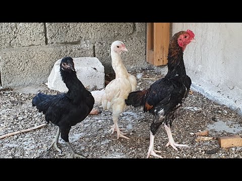 BİHTER KIZ KO SHAMO SON DURUM BİLGİSİ !!! CO SHAMO