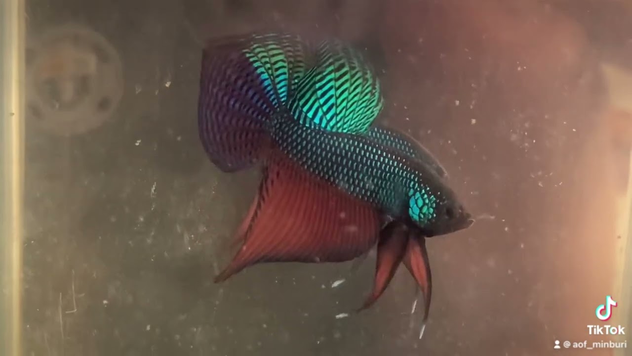 ปลากัดป่ากีต้าร์ หรือ ปลากัดป่ากีต้าร์หางลาย Class. (GT) - YouTube