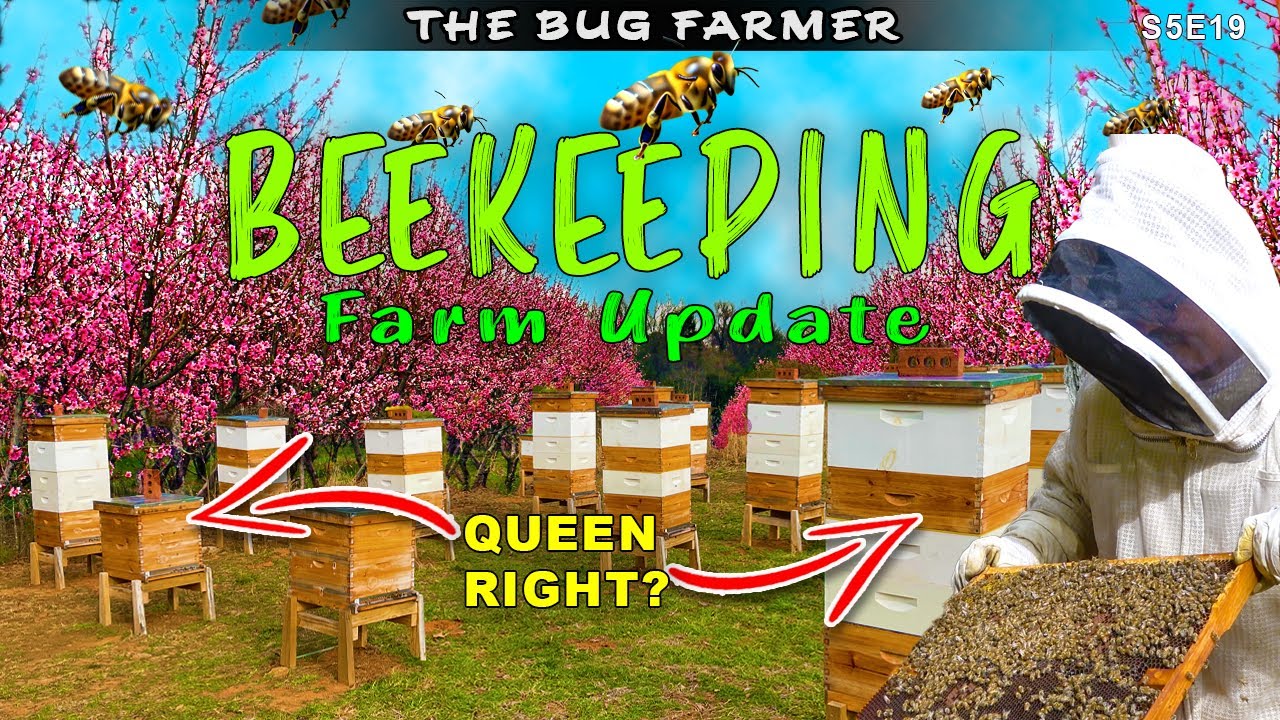 Laying Worker Update | Working the Farm Bee Yard #beekeeping - YouTube