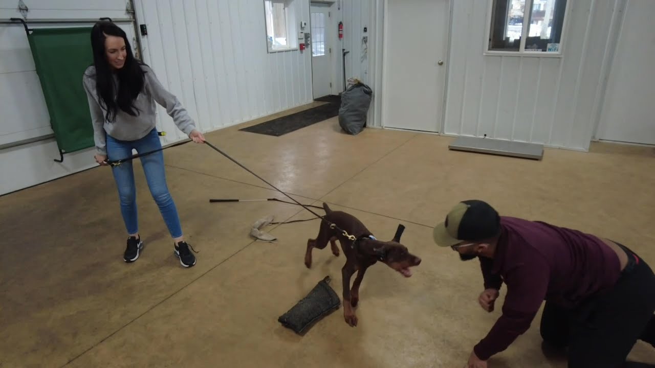 Doberman Puppy First Time Bite Work - YouTube