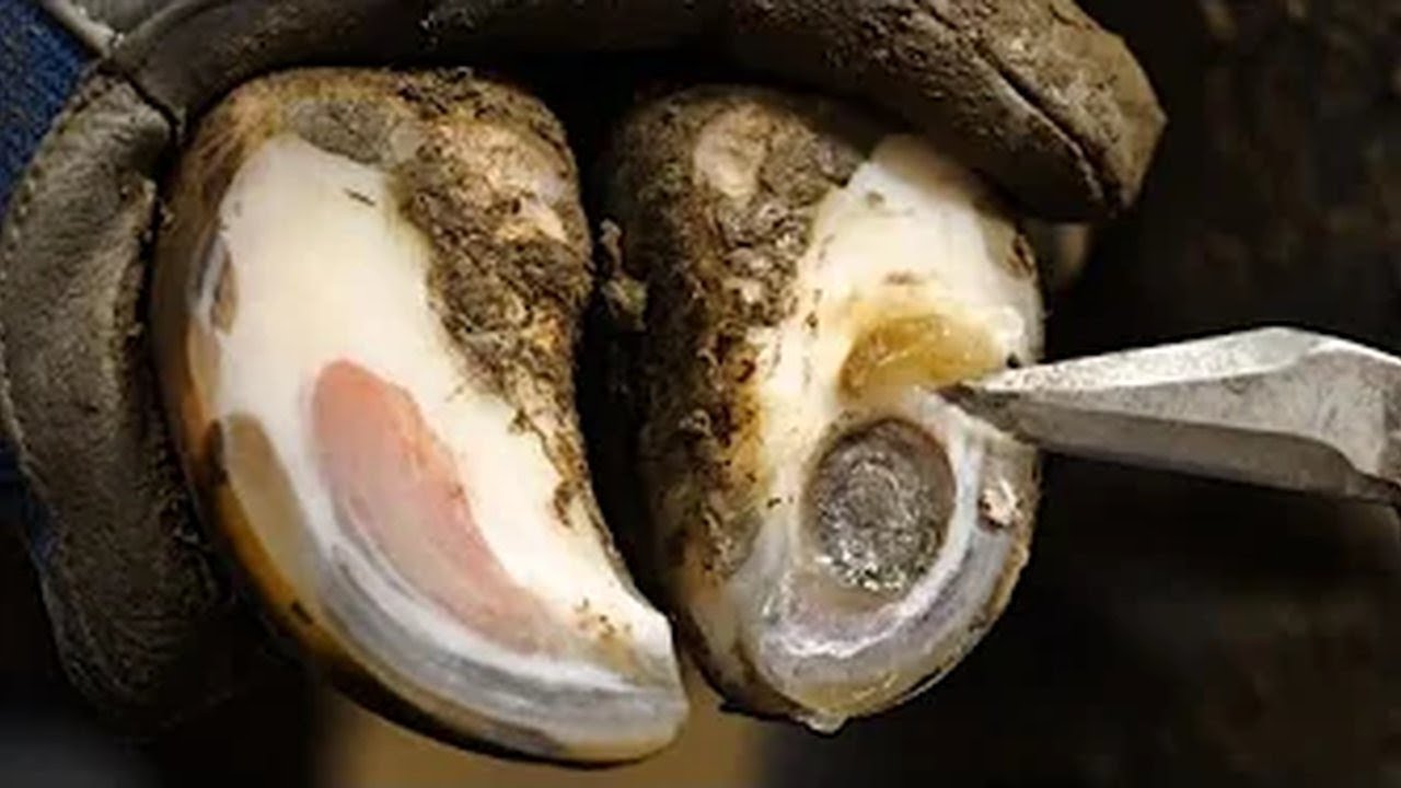 What Happens When a Cow's Hoof Gets THIS Bad? 🚨🐮 - YouTube