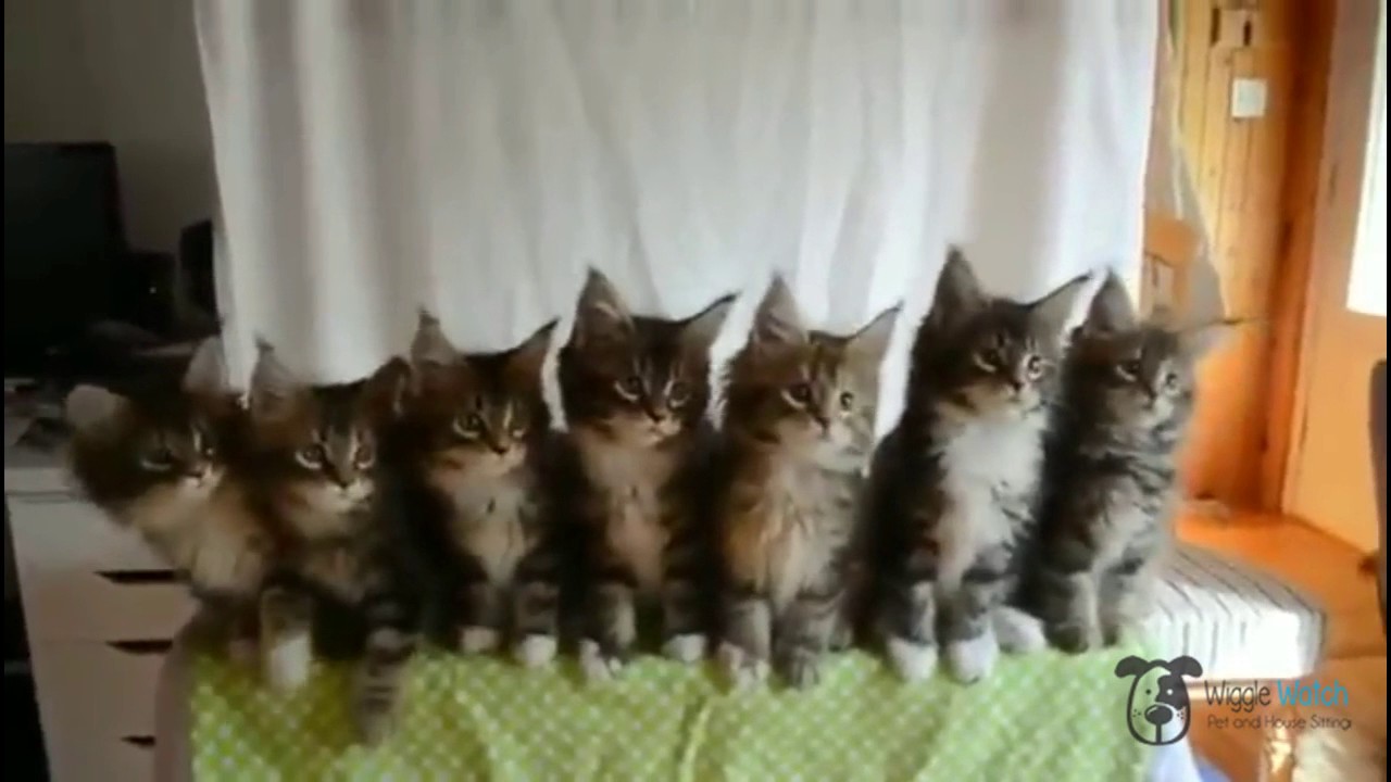 Keeping a Kindle of Kittens Entertained - YouTube