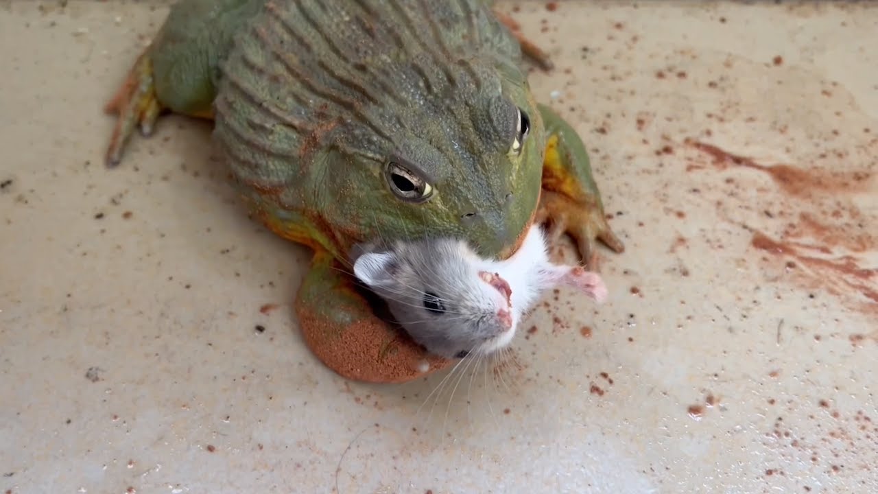 Giant African Bullfrog Back Devour Hamster | Live Feeding - YouTube