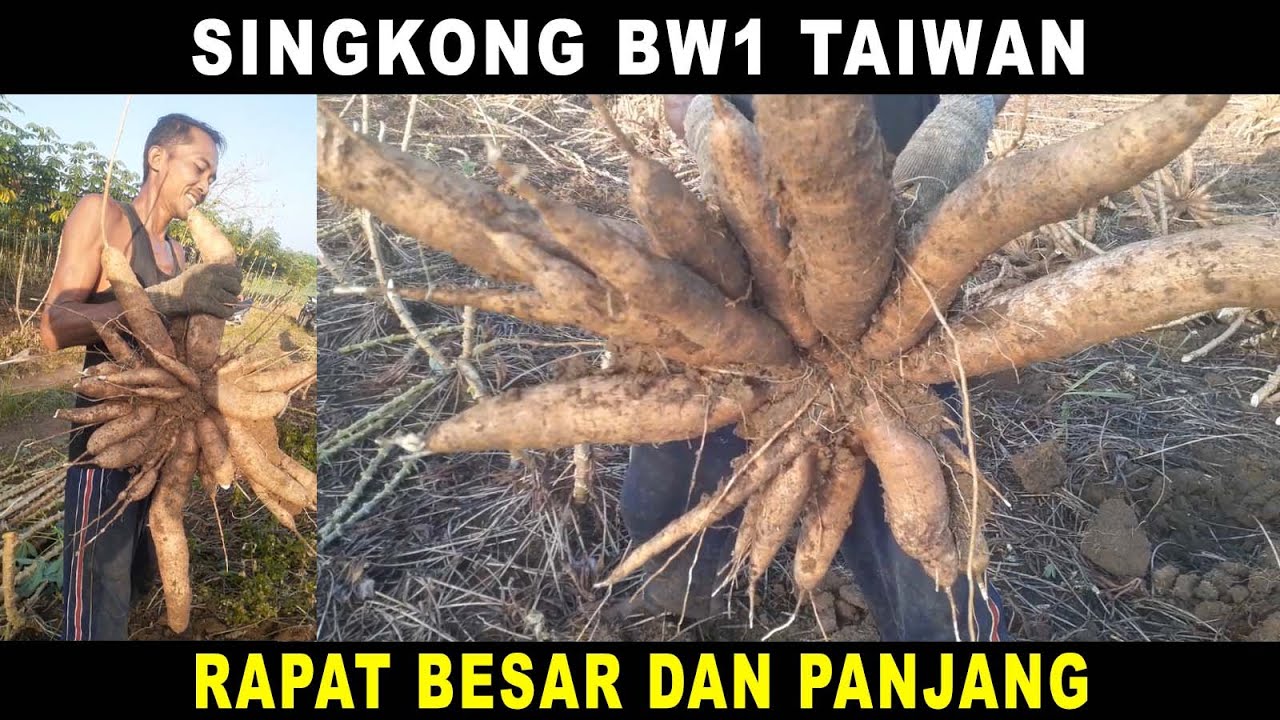 Panen singkong super jumbo pupuk NPK Singkong - YouTube