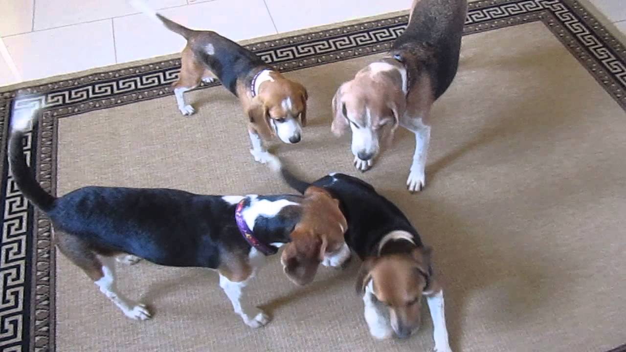 Beagles!!!! - YouTube