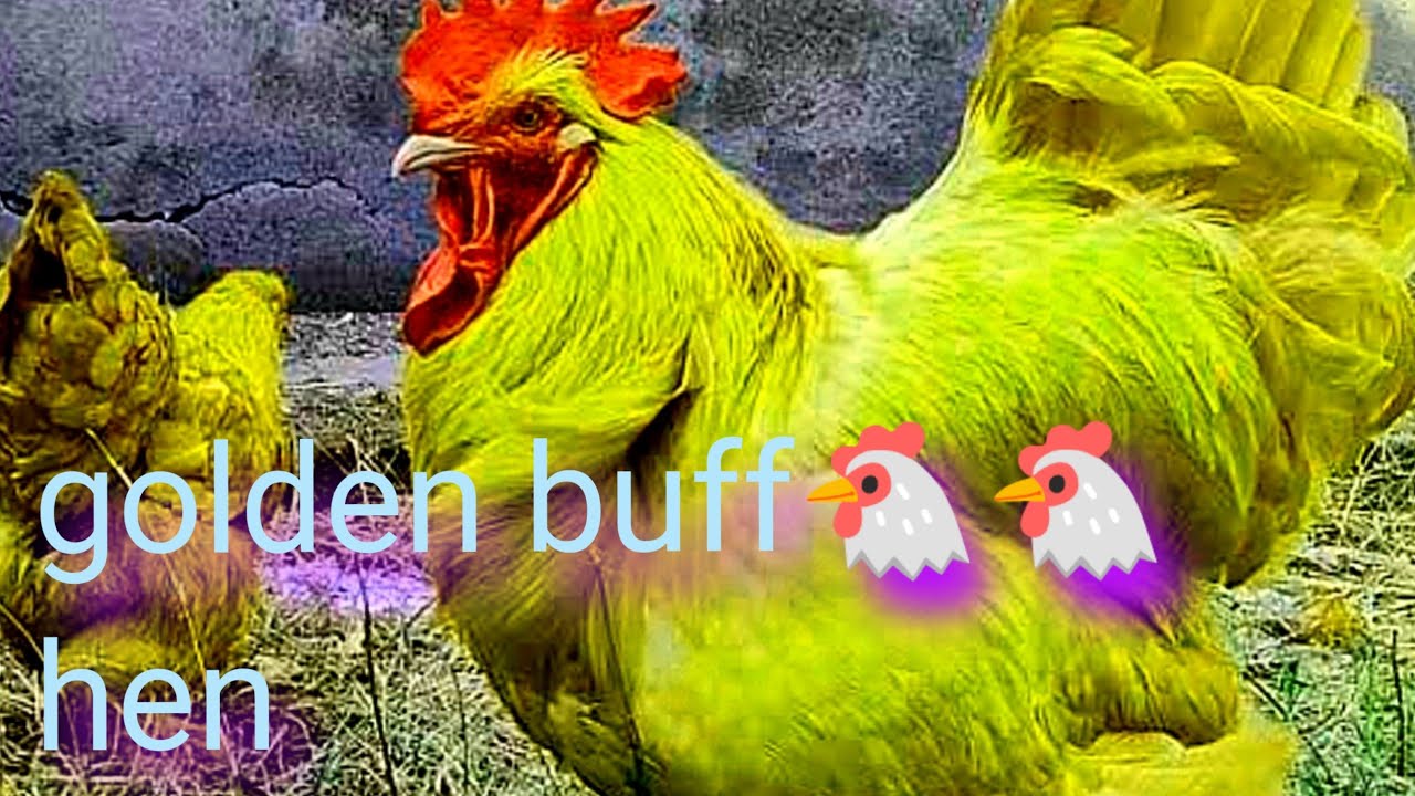 golden buff🐔 ep 2 - YouTube