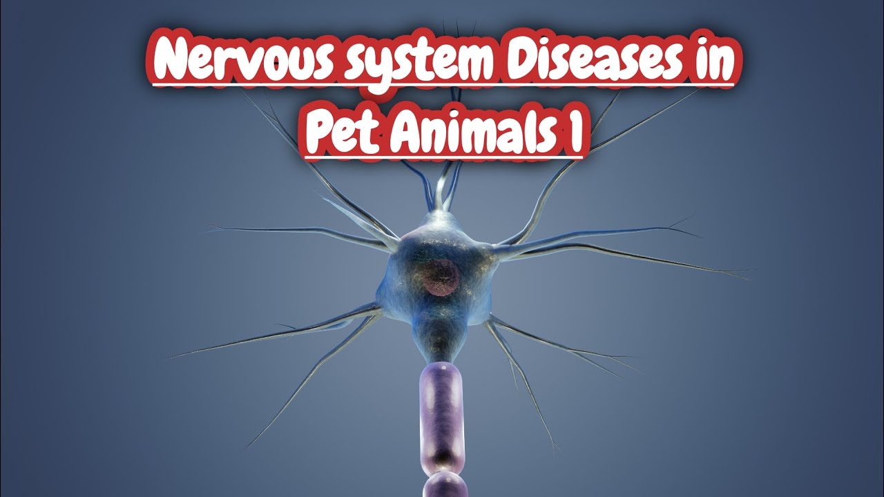 Nervous system Diseases in Pet Animals 1 - YouTube