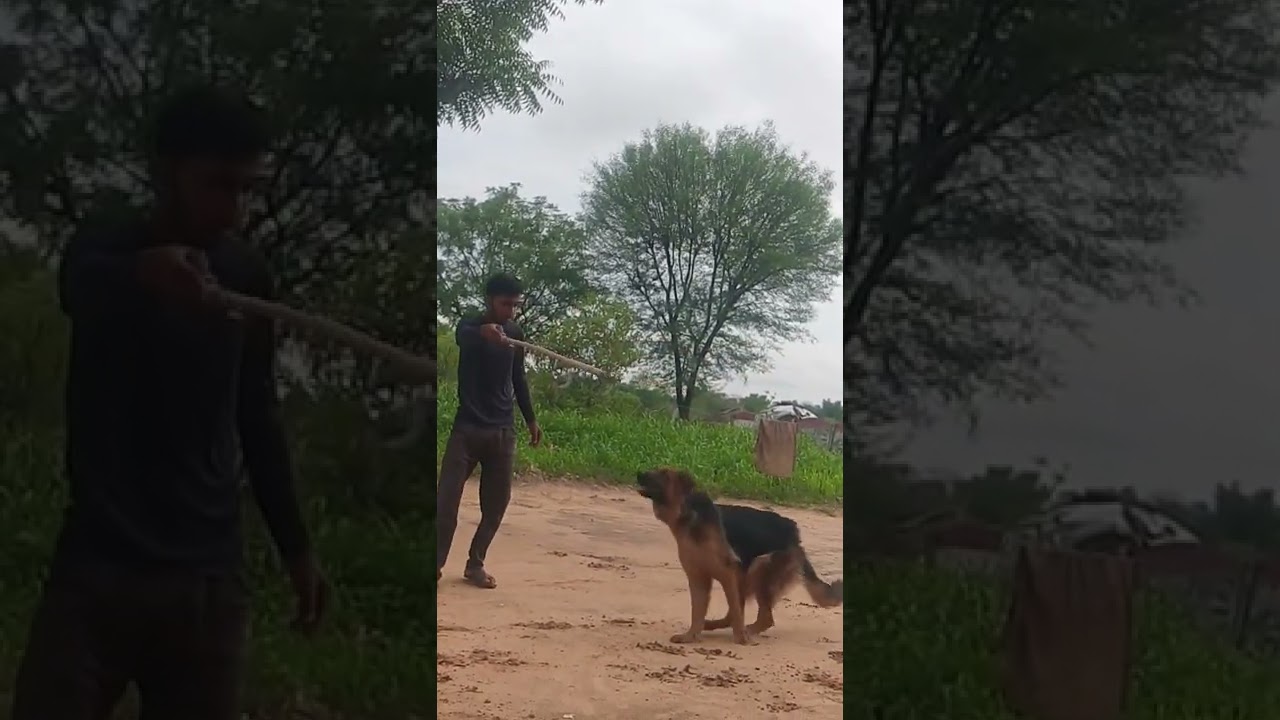 Jarman dog - YouTube