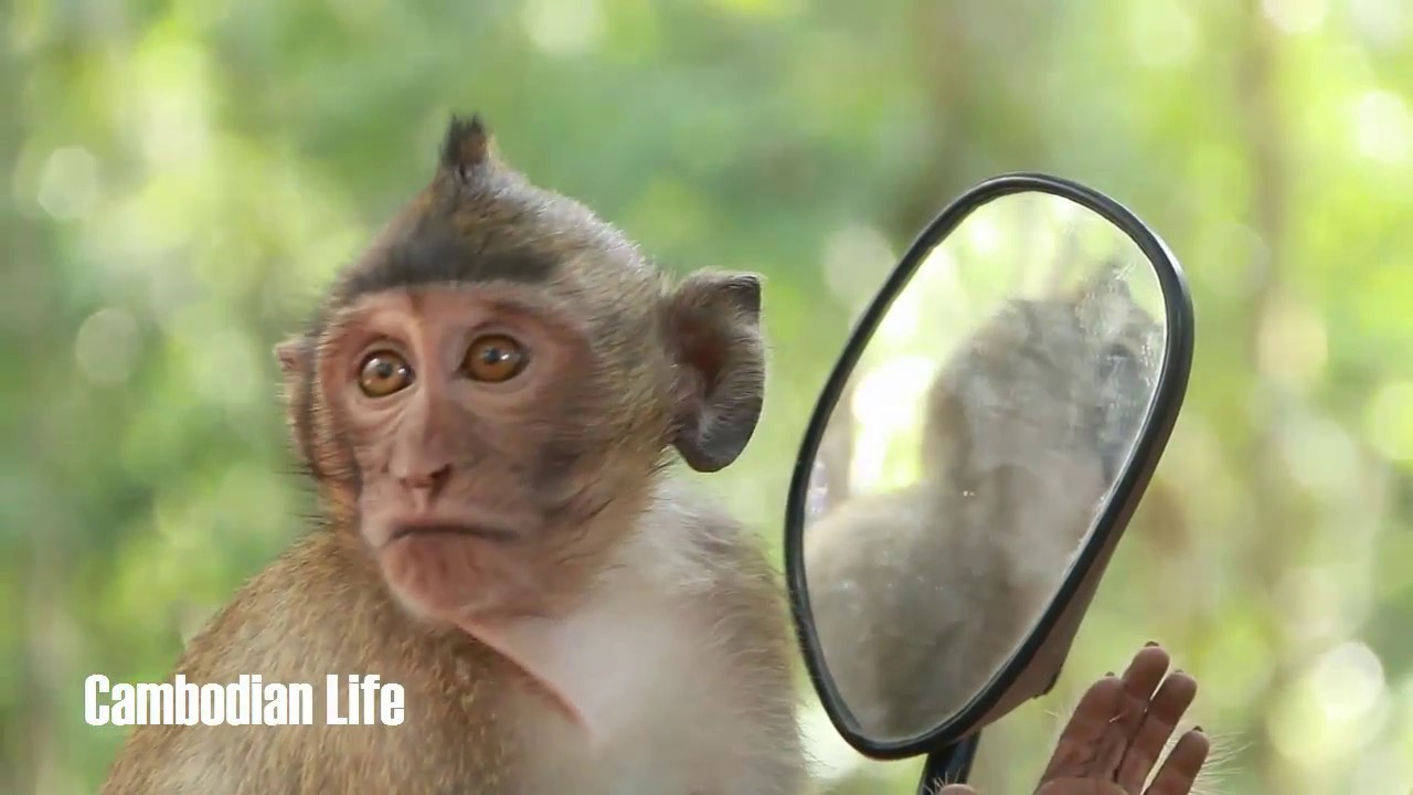 Funny monkeys will make you laugh hard - Funny and cute compilation ...