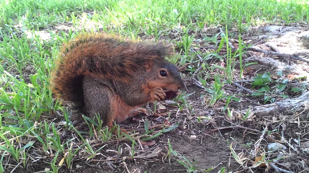 Sandy Cheeks eating an apple! - YouTube