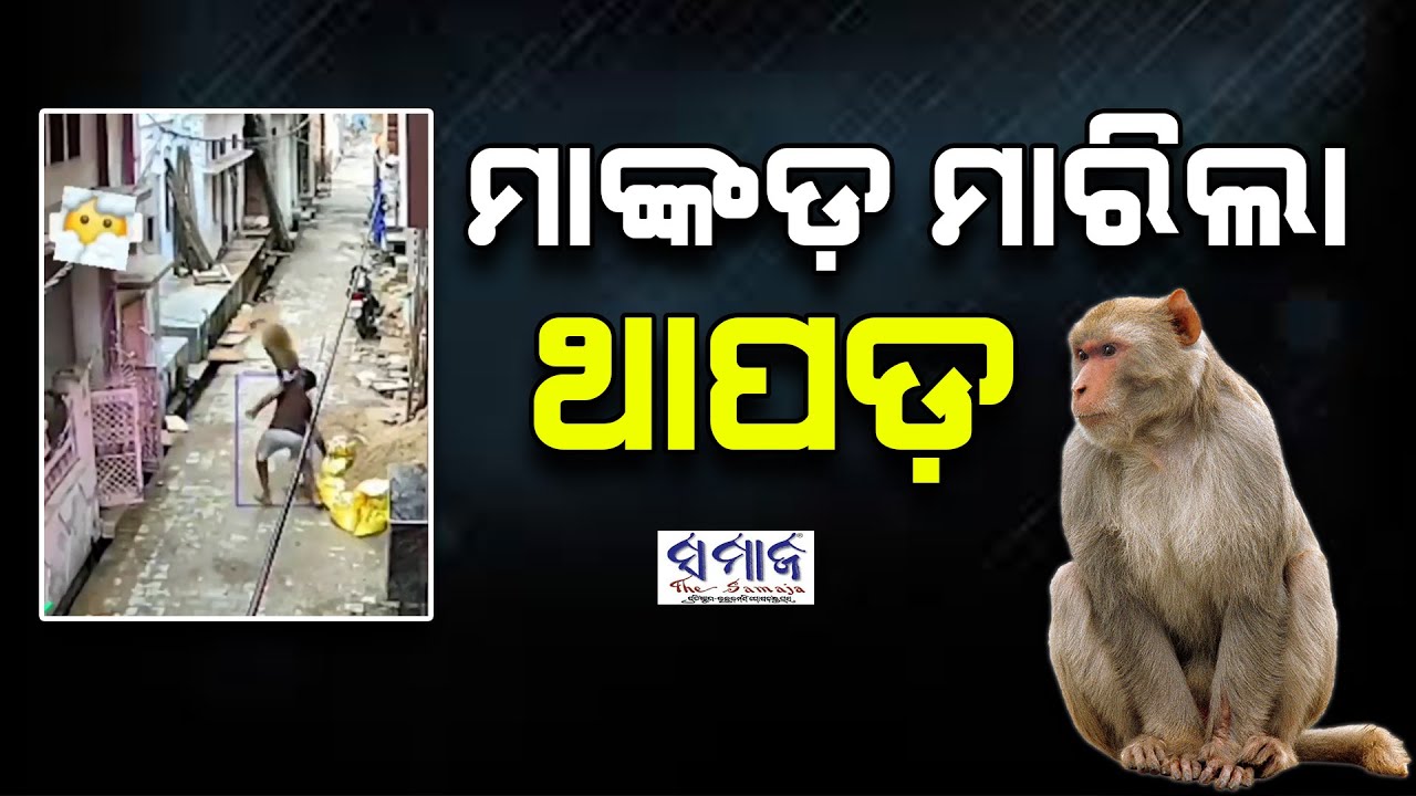 ବାଡି ନ ଥିବାରୁ ଚାପୁଡା ମାରିଲା ମାଙ୍କଡ଼, ଆଉ ତା’ ପରେ.. || Monkey vs human || VIRAL VIDEO || - YouTube