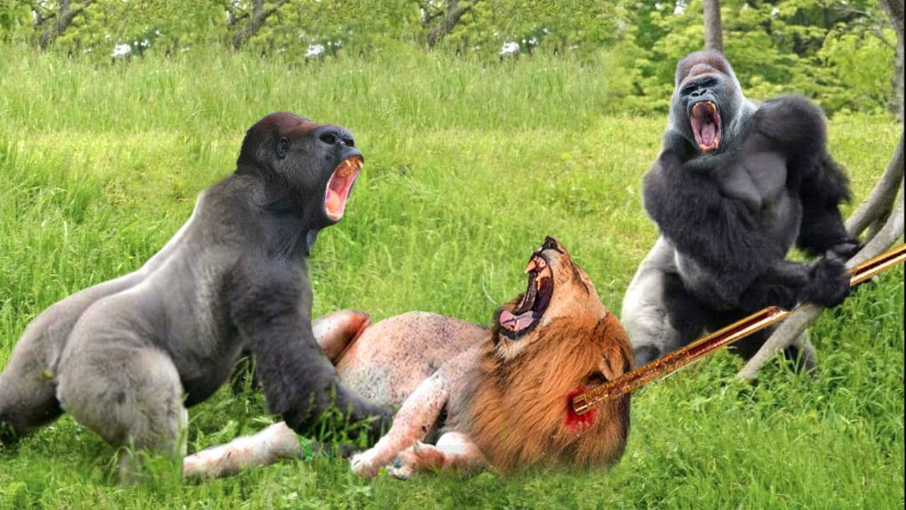 Fight Or Die! Monkeys Use This Method To Defeat The Strongest Lion King ...