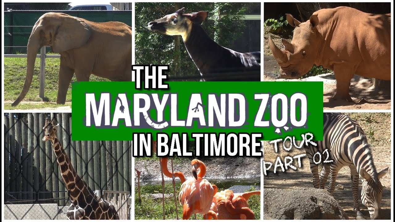 The Maryland Zoo in Baltimore - Part 02 : The African Journey | USA ...