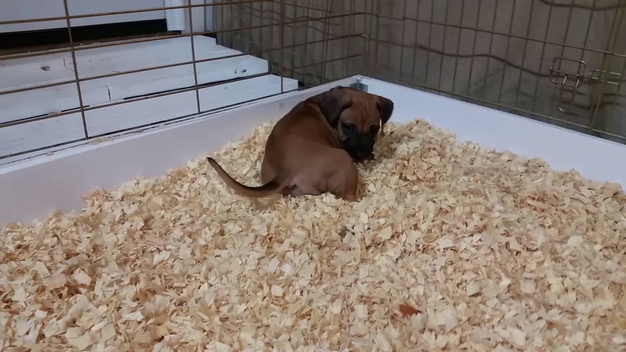 Rhodesian Ridgeback puppy barking - YouTube