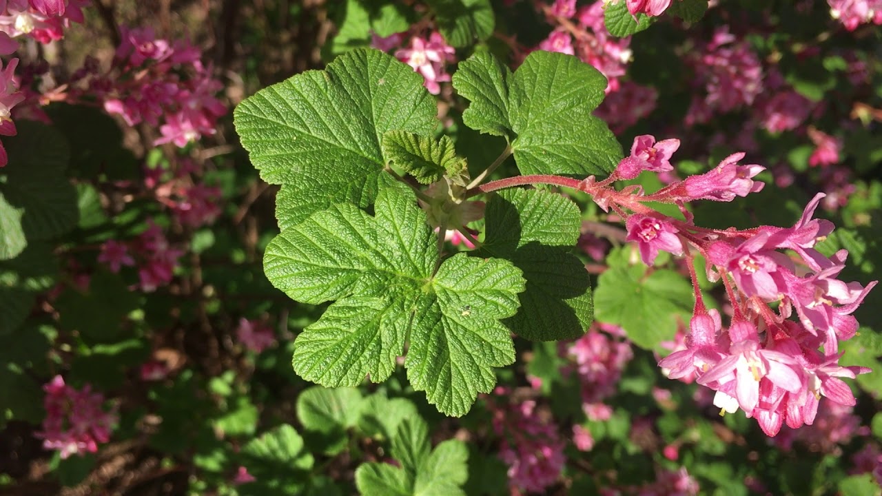 Flowering currant (Ribes sanguineum) - leaves & flowers - March 2019 ...