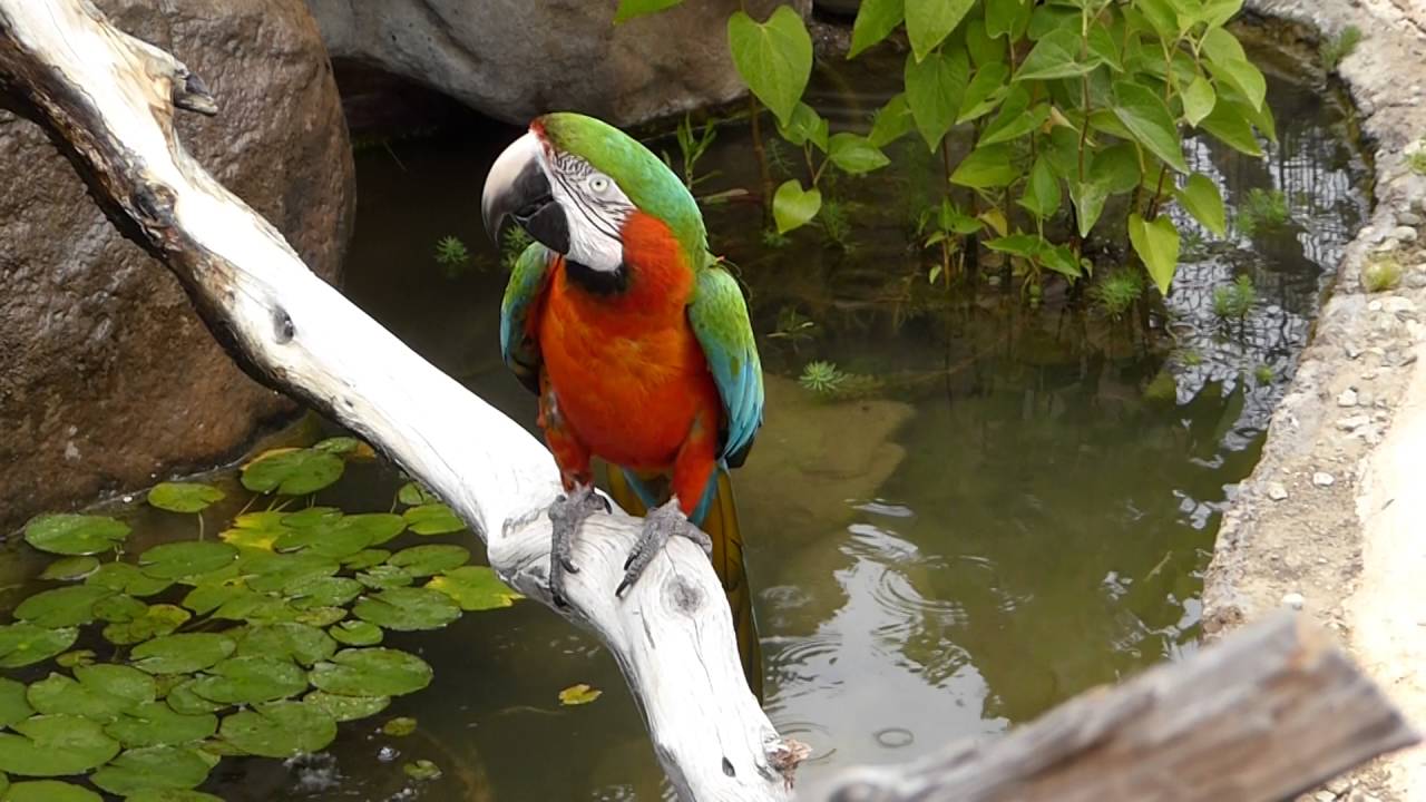 Santa Barbara Bird Sanctuary in Summerland - YouTube
