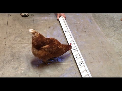 The Thinking Chicken Part 4: Recognizing Printed Letters # ...
