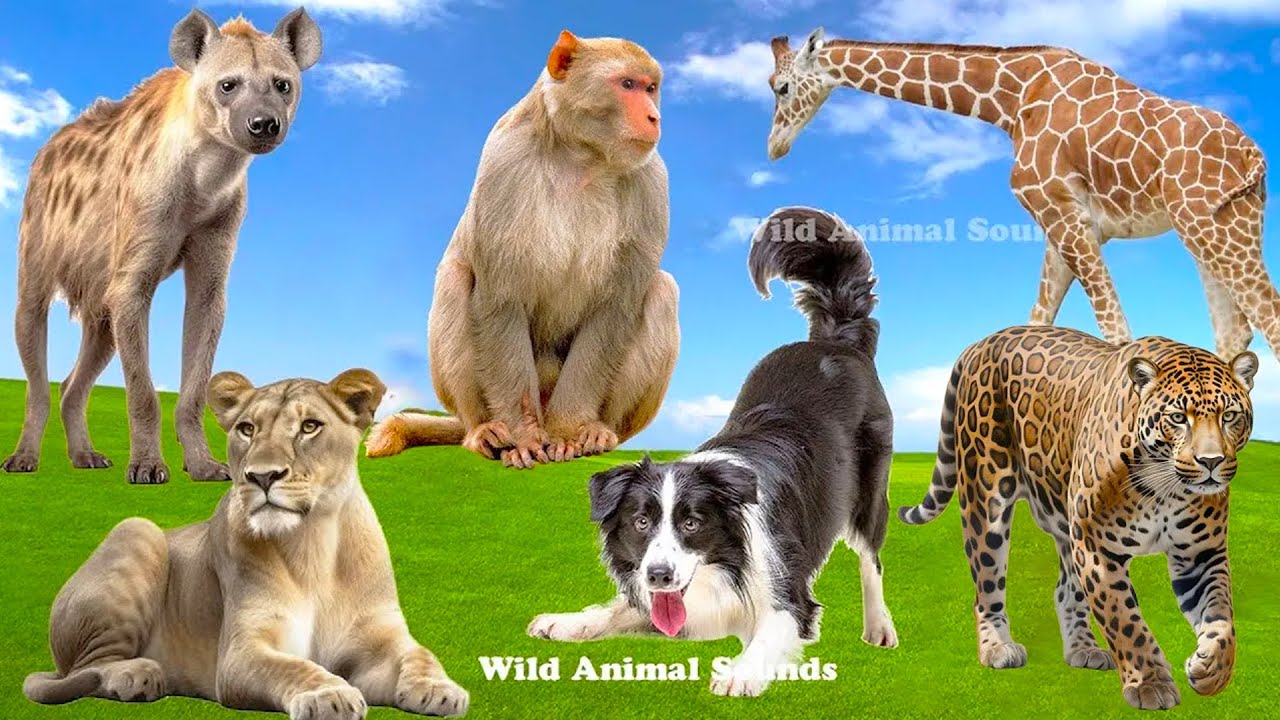 Wild Animal Sounds In Peaceful: Cheetah, Lioness, Baboon, Hyena, Dog ...