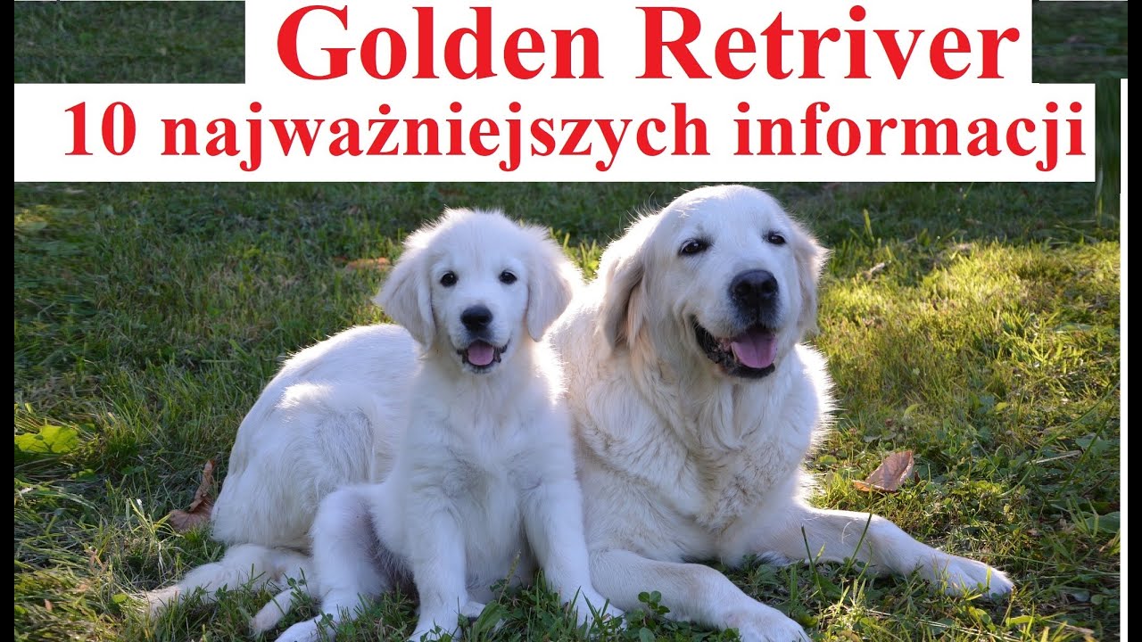 Golden Retriver - 10 najważniejszych informacji - YouTube