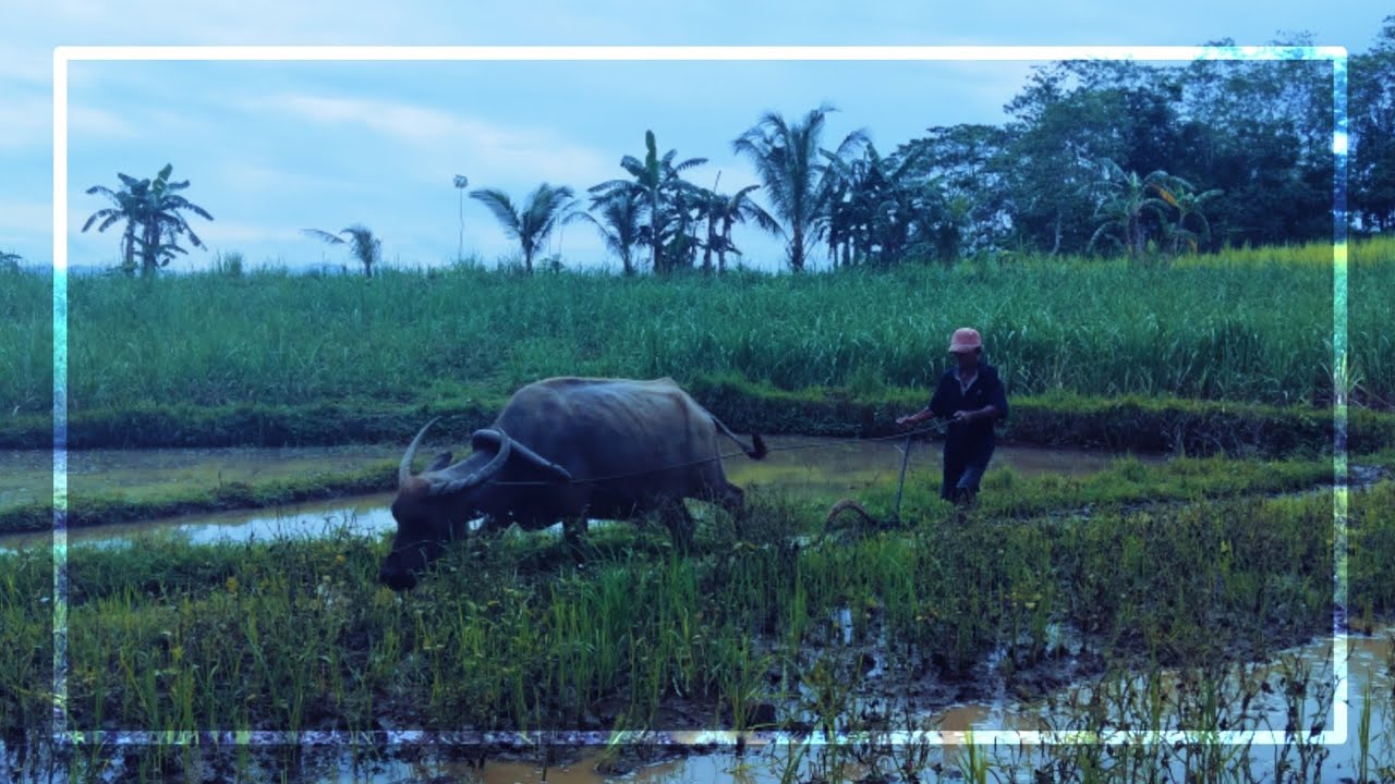 Arado (Pag - Aararo) | CountrysideLife in Negros Occidental ...