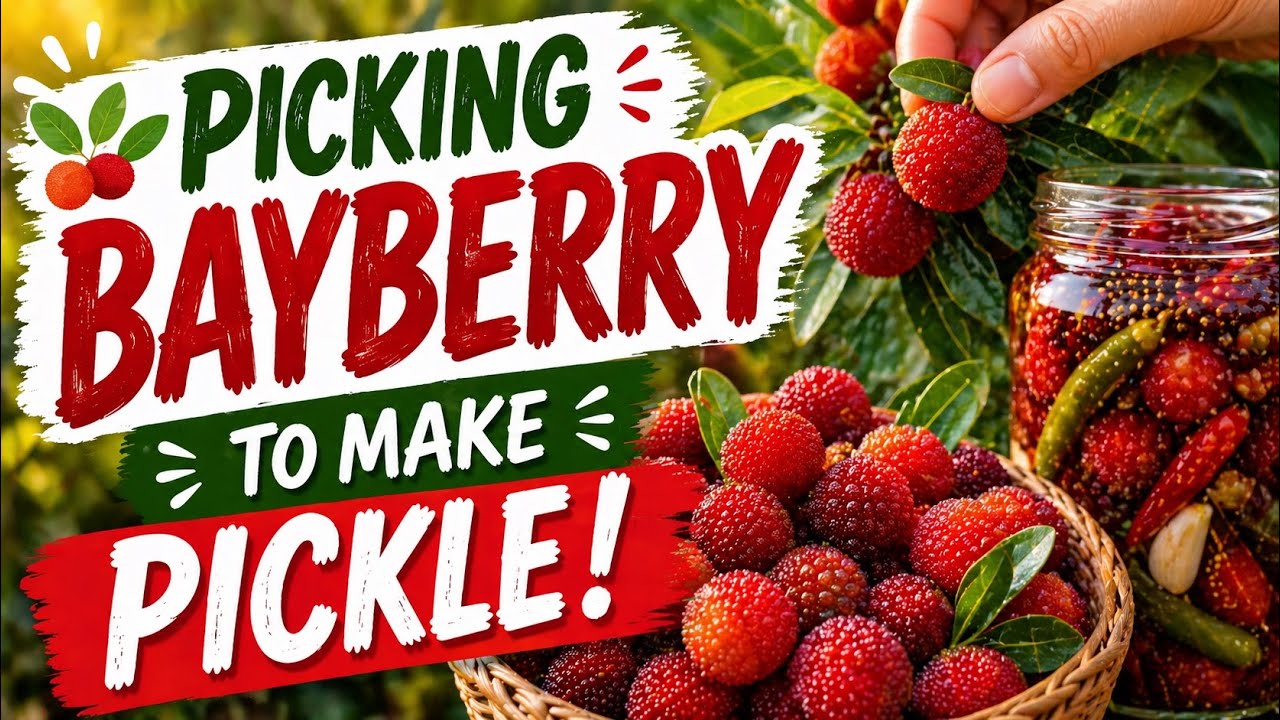 Picking bayberries and making bayberry pickle. - YouTube
