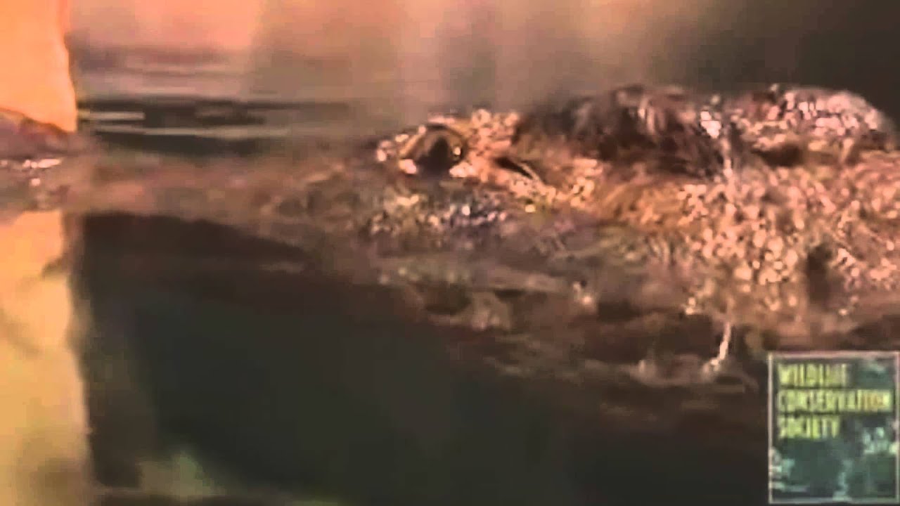 Crocodiles Can Climb Trees Better than Previously Thought - YouTube
