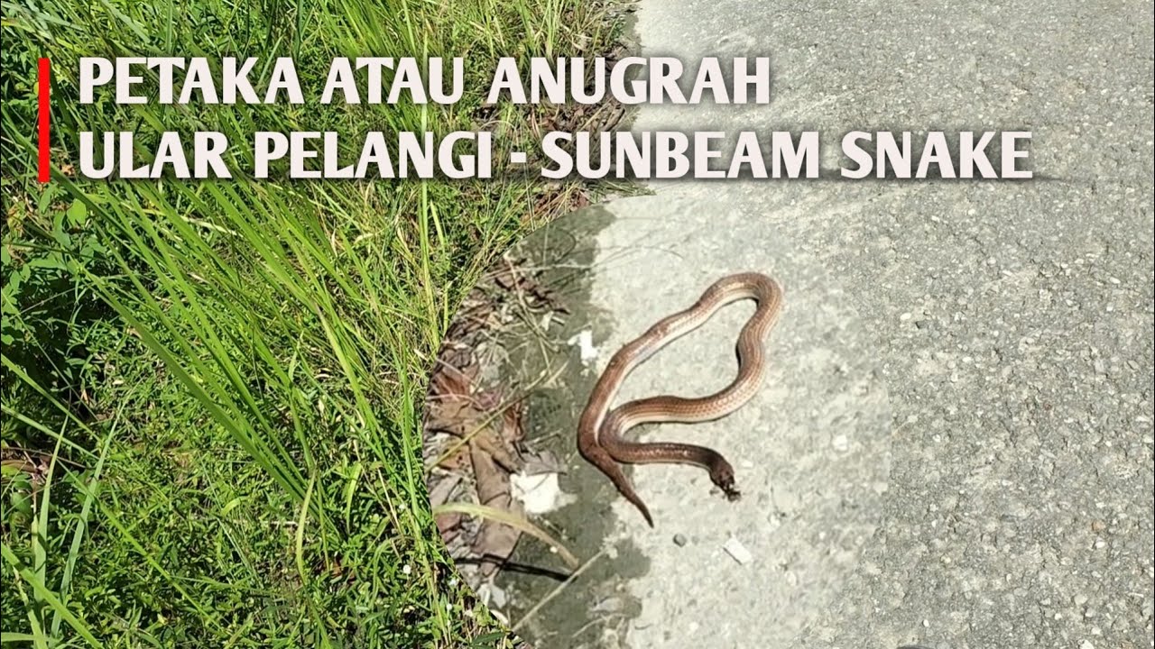 MIMIKRI ULAR PELANGI - SUNBEAM SNAKE | ULAR PELANGI BUKAN ULAR KOBRA ...