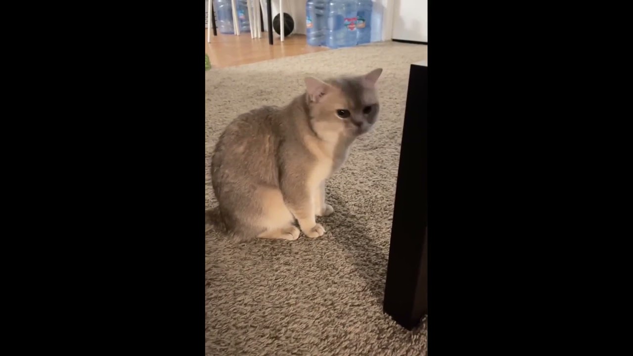 Meow Cash Meow Cat Angry Meow Cash Euro Meow Cat Kitten Meow Cash ...