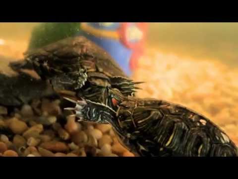 Red eared slider turtles mating dance.