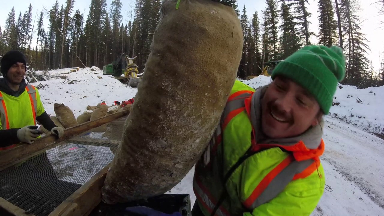 Pinecone Picking: The Basics - YouTube