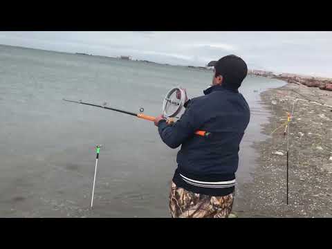 Həvəskar balıqçı Kamal Hacıyev. Kütüm ovu. Hövsan bağları. #kutum #balıqovu #sazanavi #super