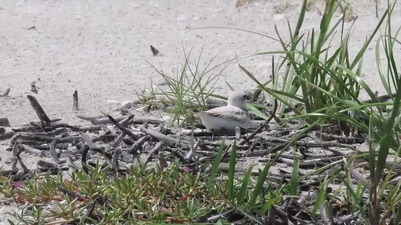 Snowy plovers return to Sanibel for another year of nesting season ...