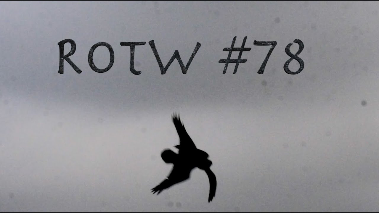 Raven of the Week #78 - YouTube