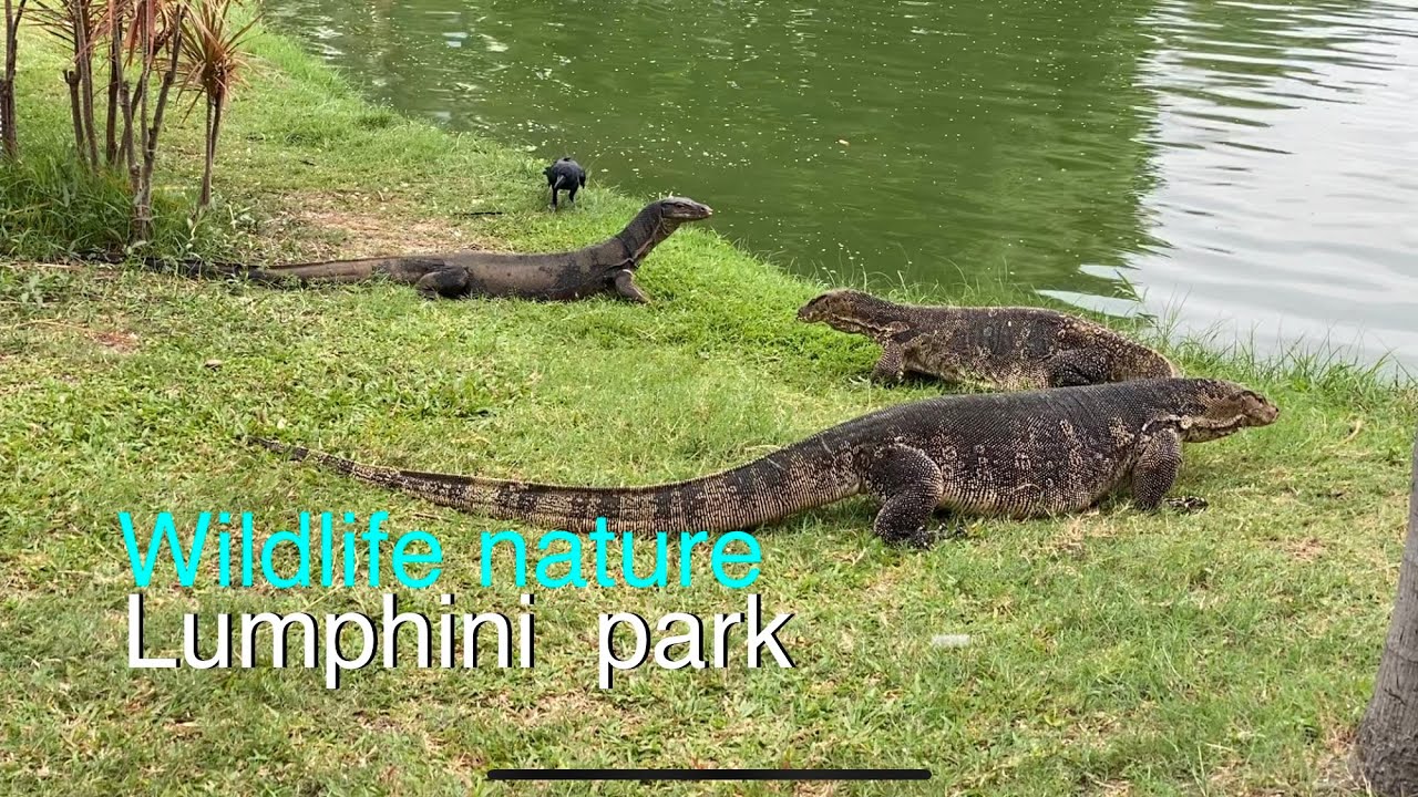 Lumphini park - YouTube