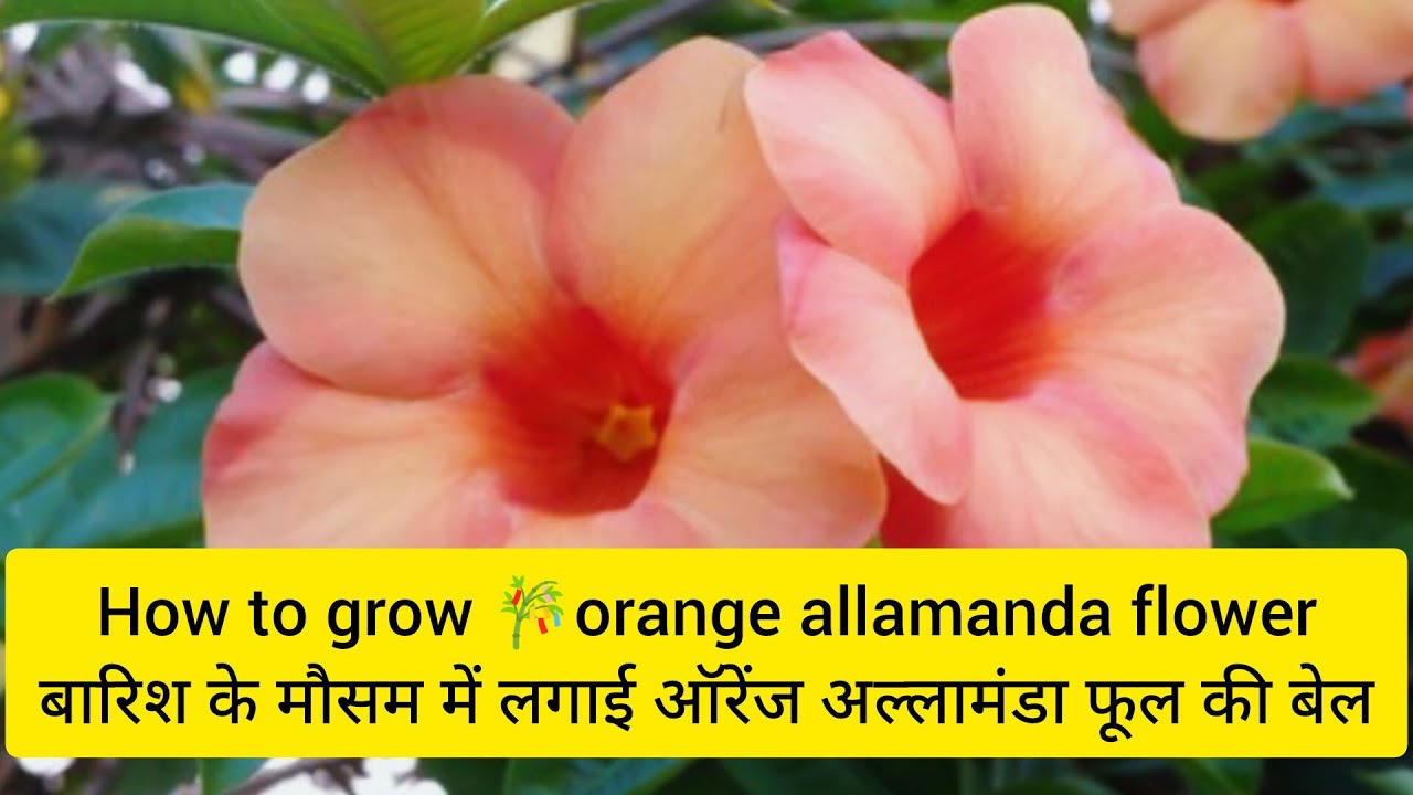 घर के किचन वेस्ट और गोबर की खाद से तैयार किया बेहतरीन हेल्थि पोट🪴 ...