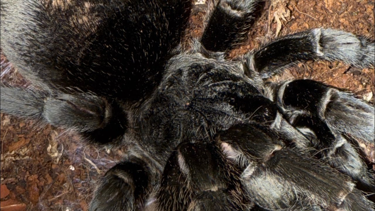 Brazilian black tarantula! The must have best pure black tarantula to ...