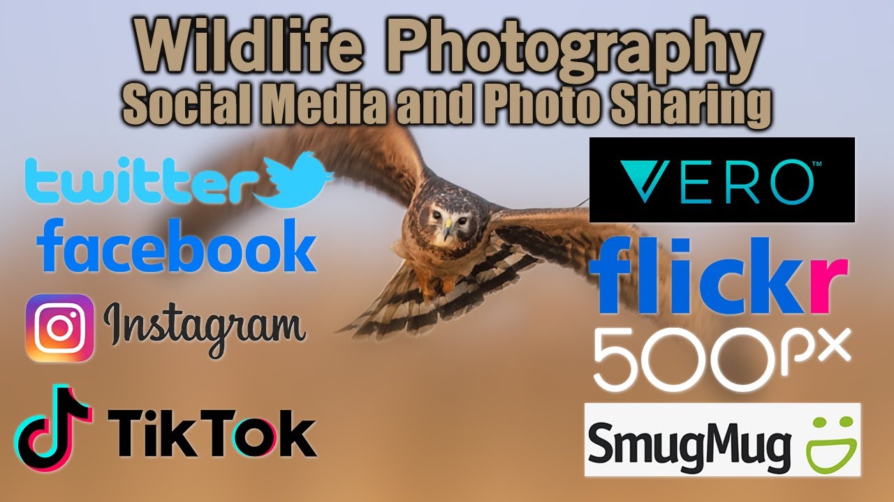 Wildlife Photography, Social Media and Photosharing - YouTube