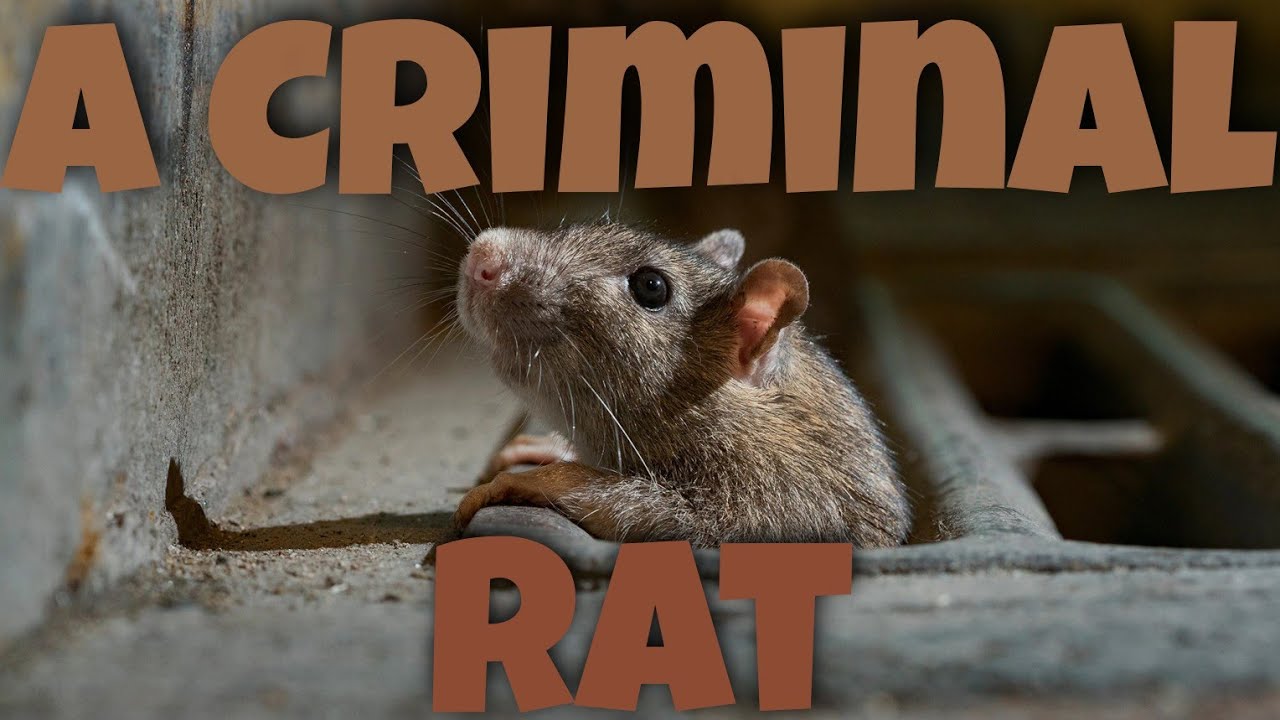A Criminal Rat - YouTube