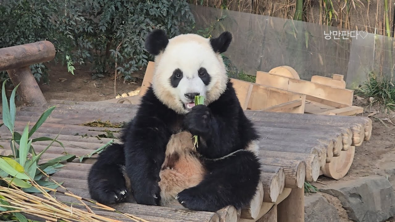 [ep.124]루이의 앉아서 먹는 귀한(?)영상♡ 너무 귀여움🤭25.01.10 #루이바오 #ruibao #판다 #panda # ...
