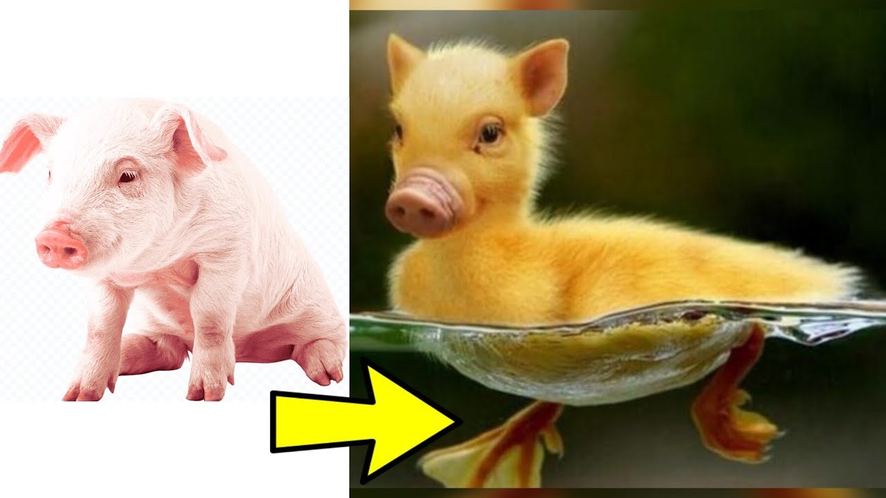 PIG ANIMALS TRANSFORMATION.Cat,Dog, Chick,Shark, Bird, Chipmunk ...