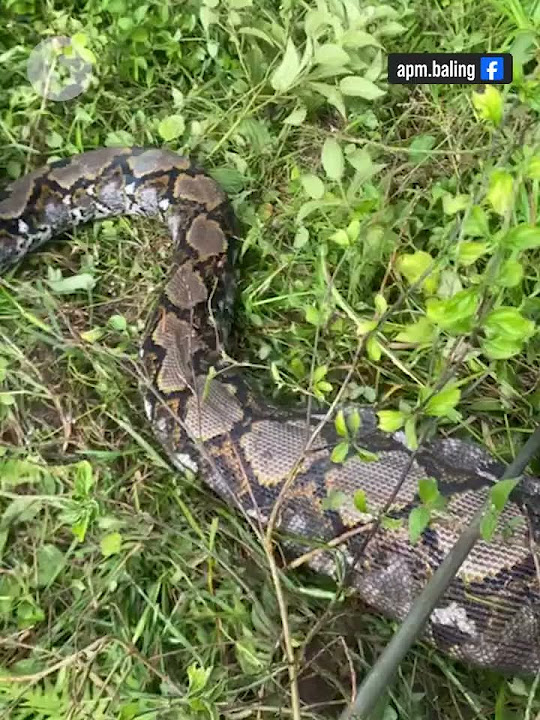 Python captured after swallowing goat in Kedah - YouTube