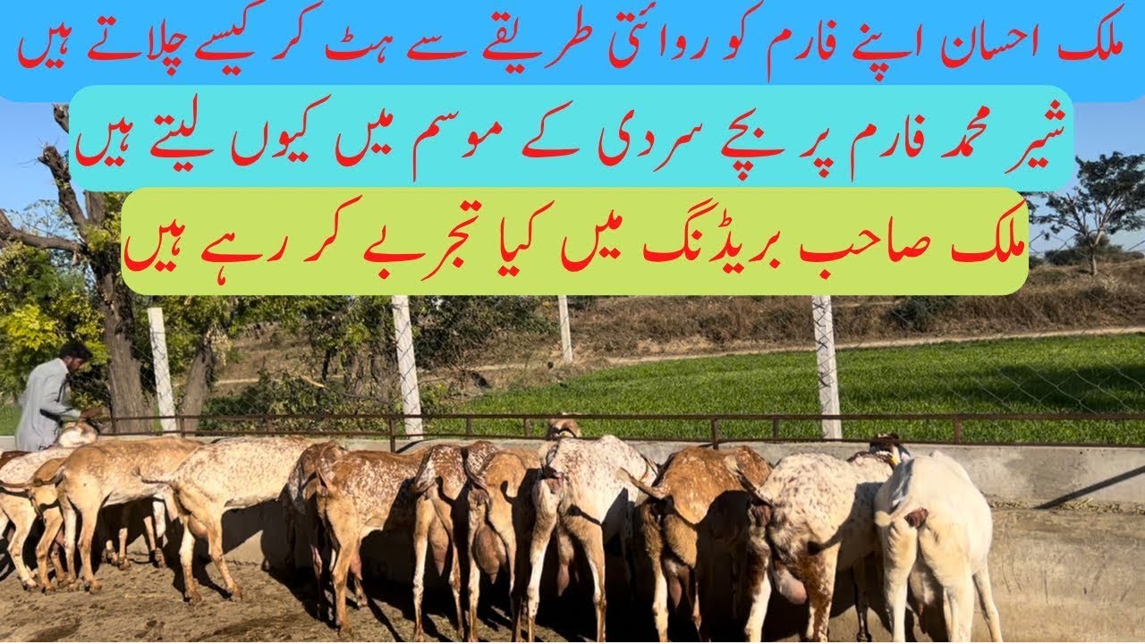 hamara breeding season kb se kb tk hota - YouTube
