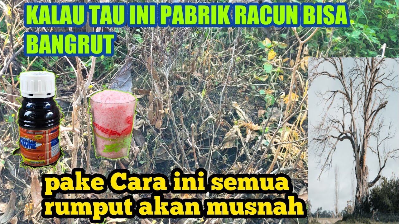 TERBUKTI SANGAT AMPUH || sekali semprot semua Rumput hancur lebur ...