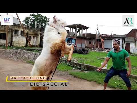 Eid-Ul-Adha Special Bakra Eid Whatsapp Status | Energetic Goat 2019 | Eid Special 2019 |