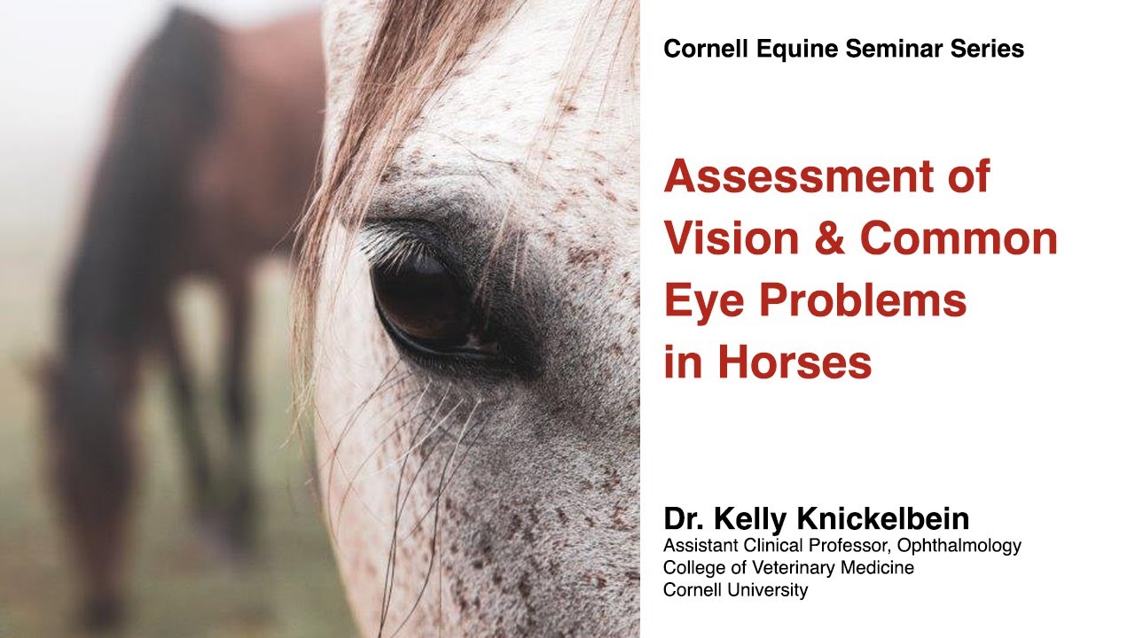 Assessment of vision & common eye problems in horses - Cornell Equine ...
