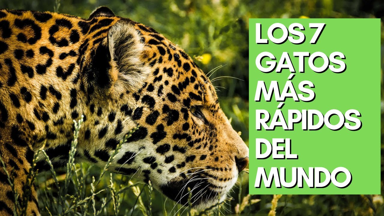 Los 7 GATOS mas rápidos del MUNDO 😼 - YouTube