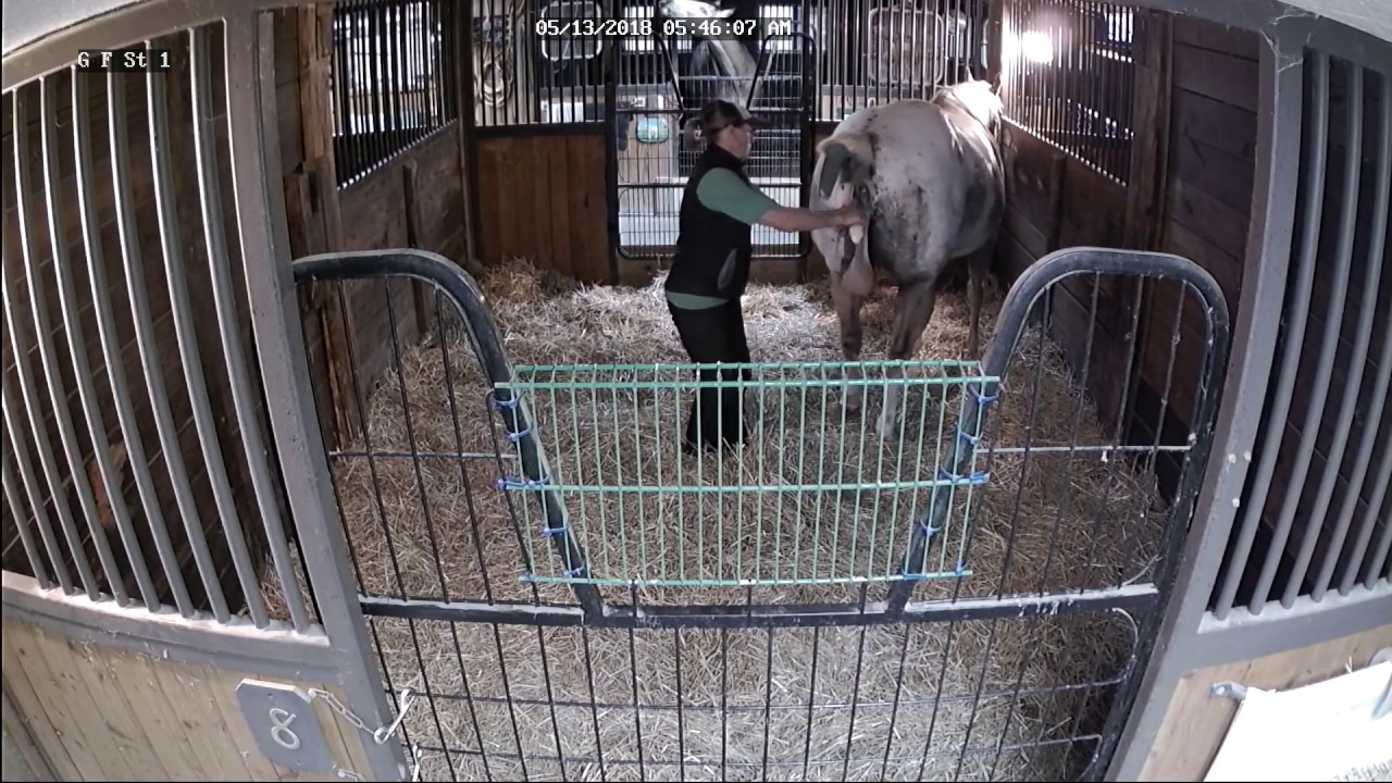 2018 Goldie Foaling 6;45 am I go in to pull foal out - YouTube