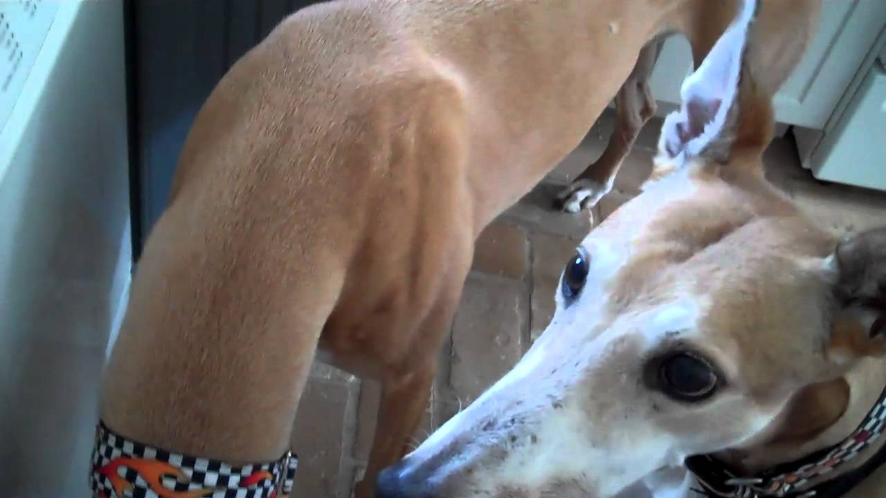 Greyhound Cookie Time - YouTube