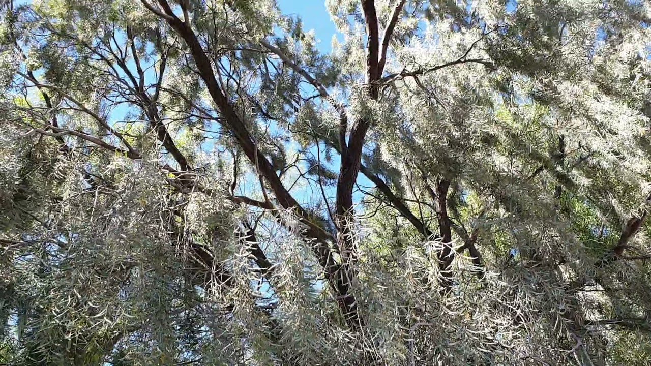 Weeping Myall (acacia pendula) - YouTube