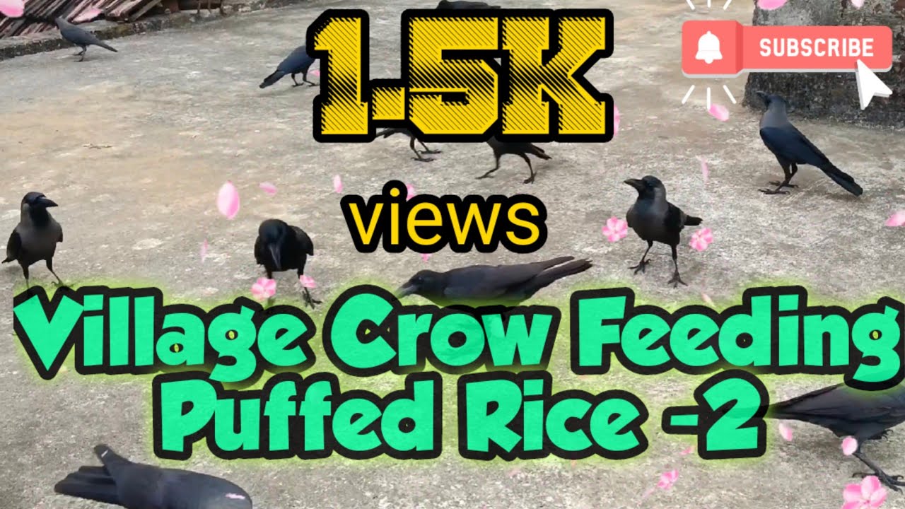 Crow Feeding|| Crow Feeding Puffed Rice on Roof#short #crow #feed #roof ...